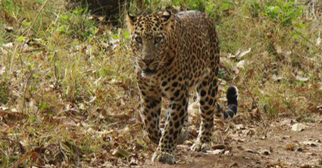 Tiger, Elefanten & Nashörner hautnah: Indien-Urlaub mit Jeep-Tour