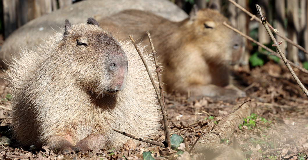 Einmaliges Erlebnis: Meet & Greet mit den Capybaras im Karlsruher Zoo