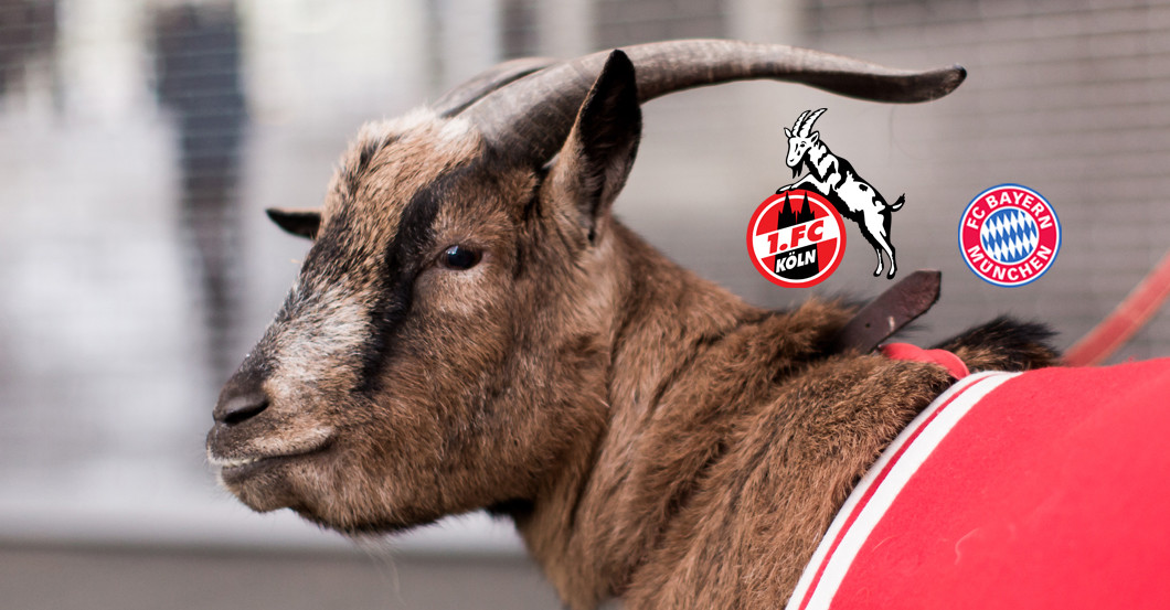 1. FC Köln gegen FC Bayern neben Hennes VIII. erleben