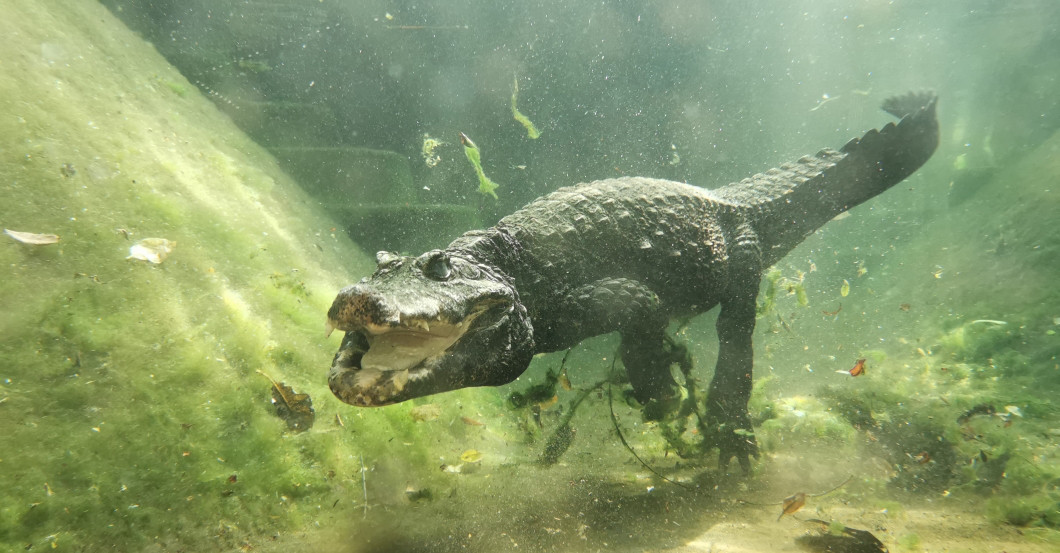 Werden Sie „Crocodile Dundee“ & füttern Sie Krokodile im Aquazoo!